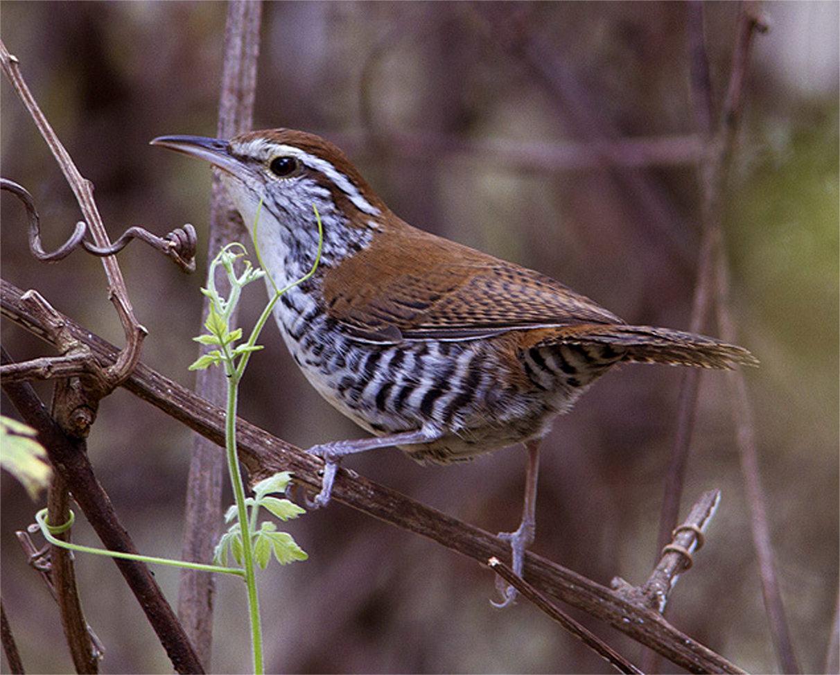 Bellas Aves de El Salvador: Thryothorus pleurostictus (chivirín o ...