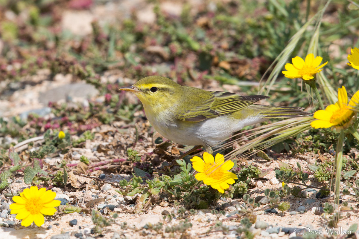 Cyprus Birds and Nature: Cape Greco