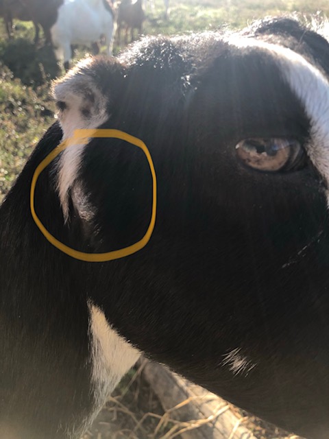 Plain and Simple: Quakers On The Farm: Managing CL In Goats