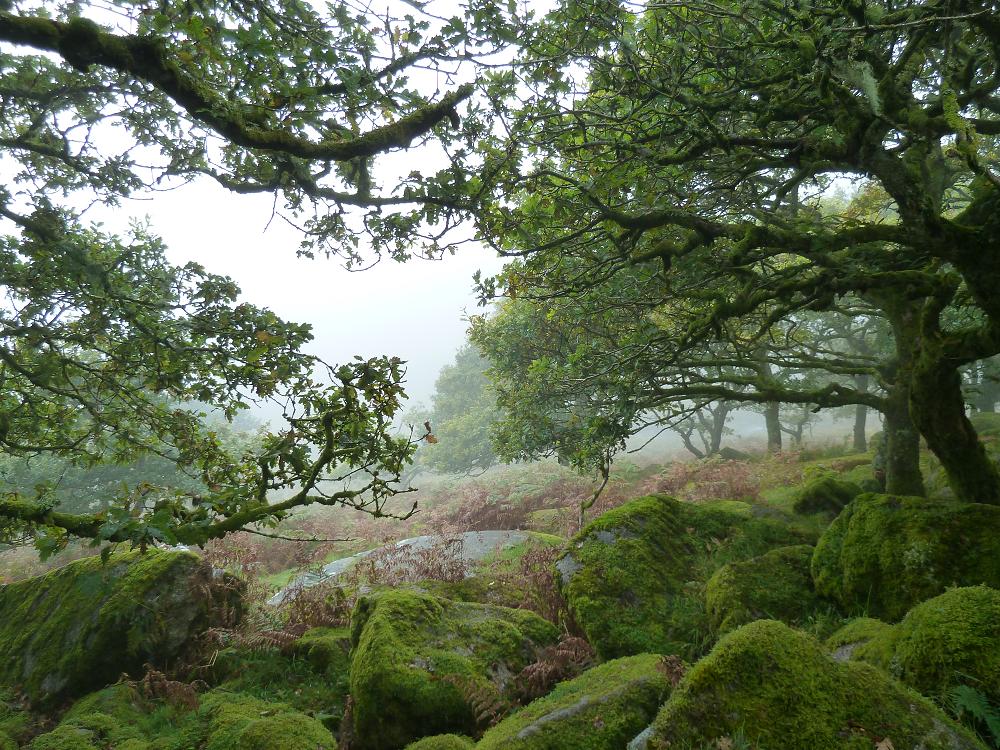 The Faery Folklorist: Wisht Hounds Part 1 - Wistman's Wood