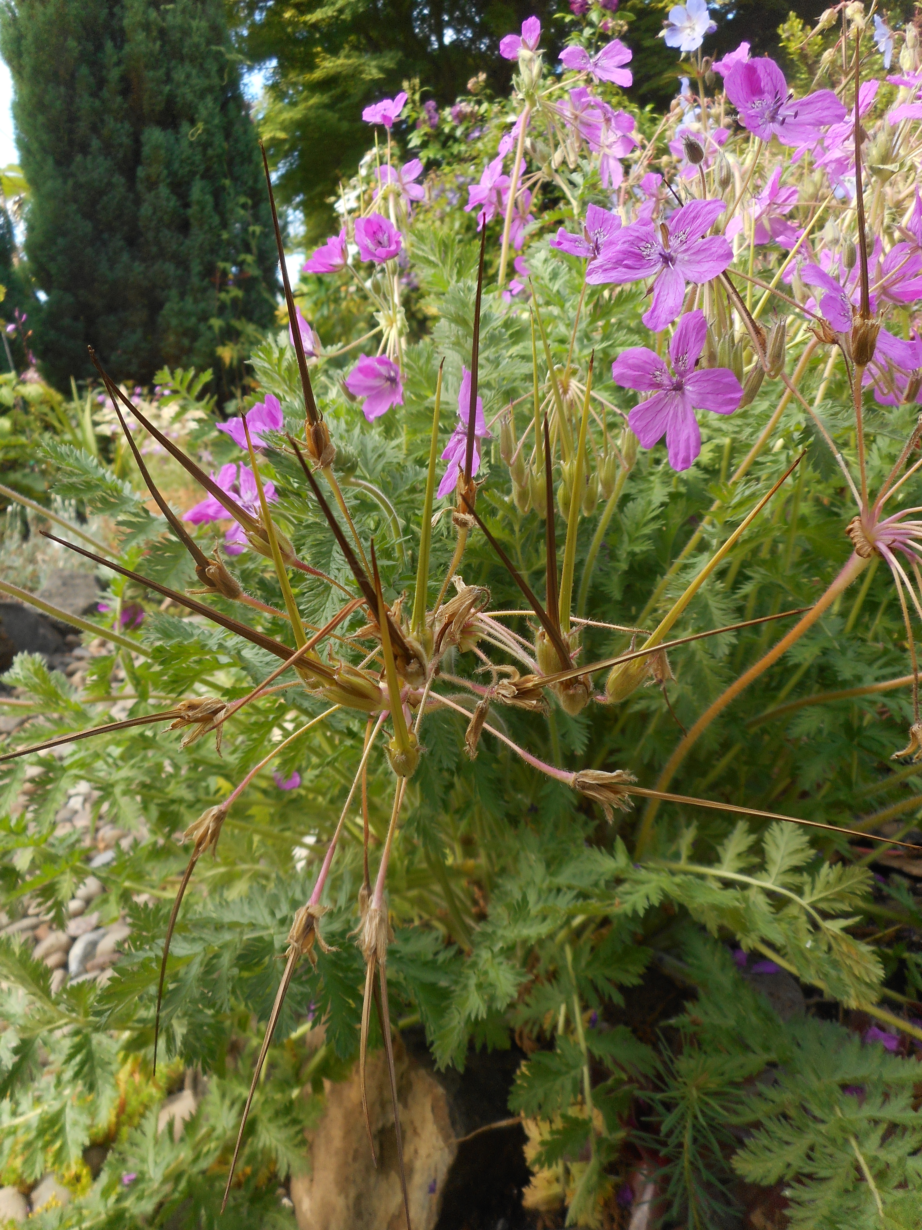Gardening With Grace: Plant of the Week: Erodium manescavi