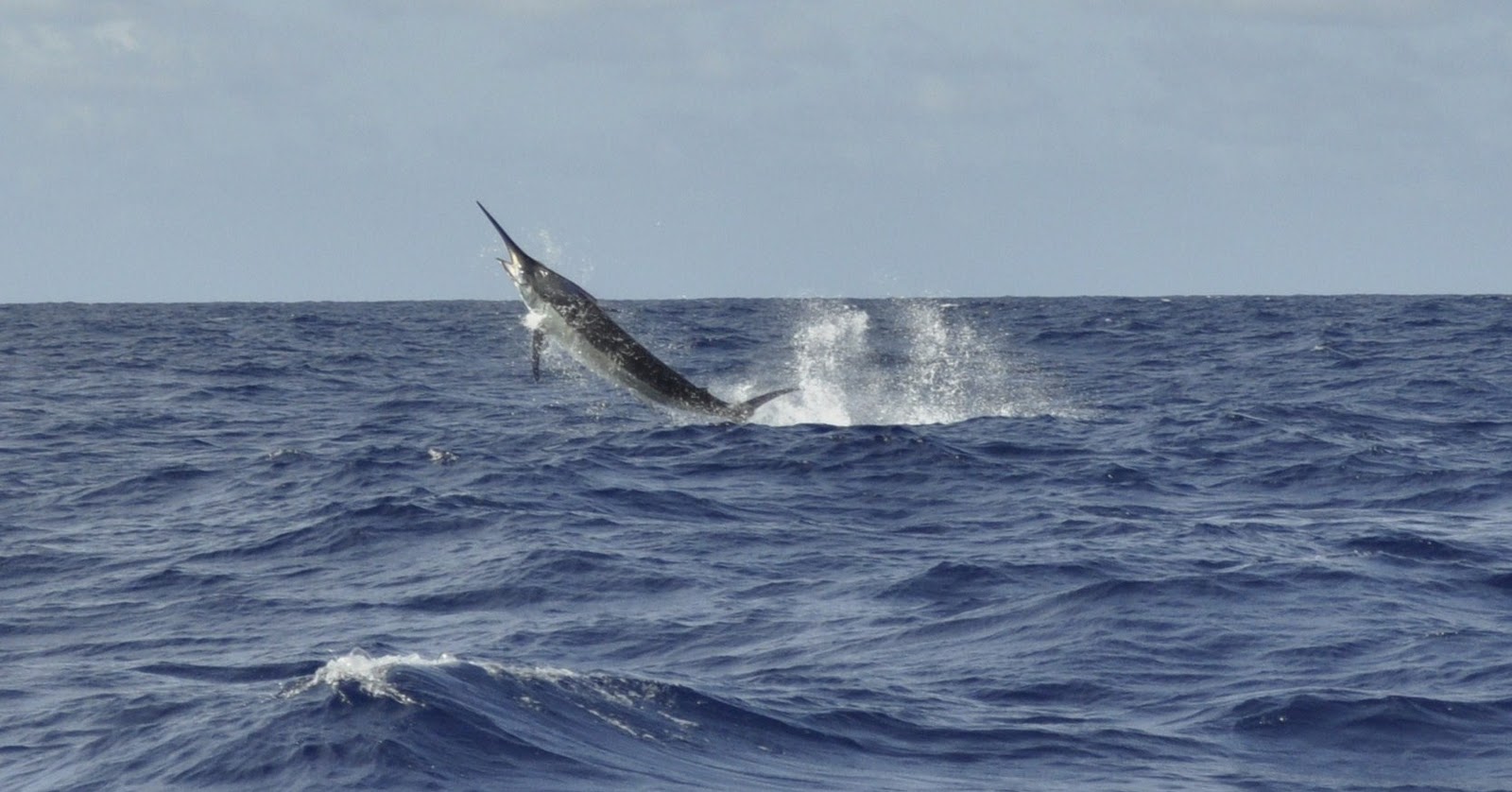 UPDATE FROM THE REEF | Cairns Marlin Fishing | Black Marlin Cairns