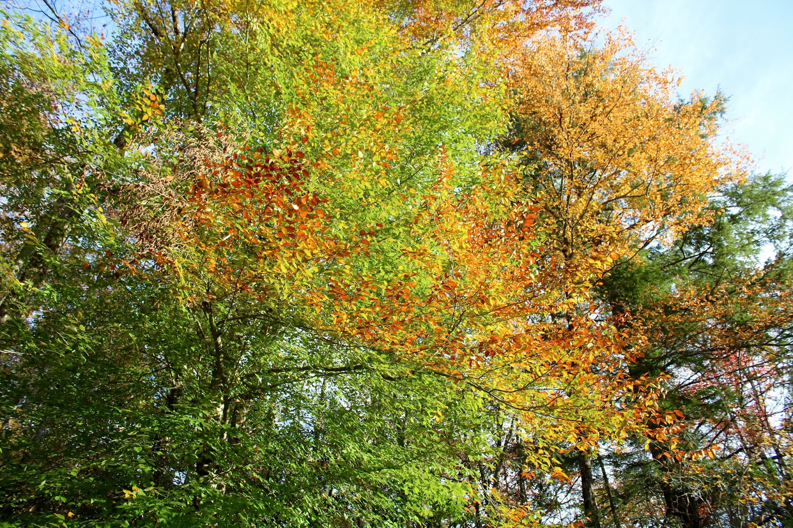 a sunny side of southern: FALL IN TENNESSEE