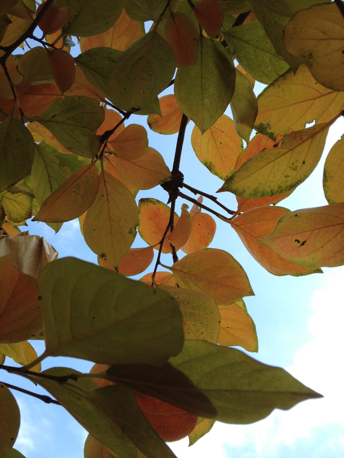 Kumquat, Sugar and Pixels: Autumn Belle - Beautiful Colorful Persimmon