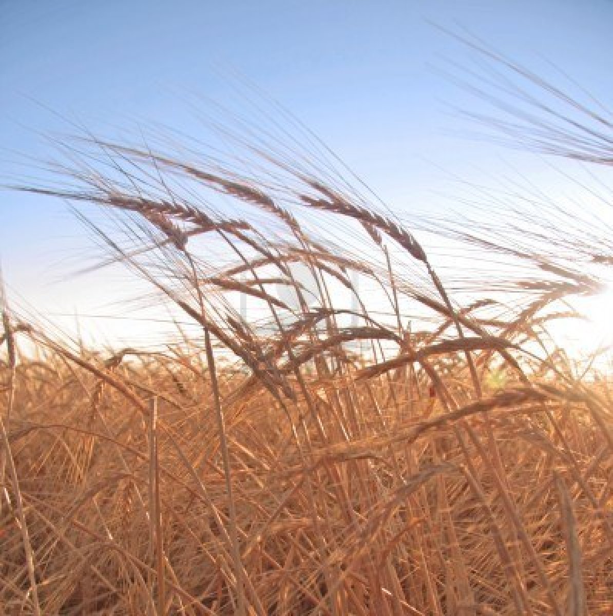 RINCÓN BARDA SUREÑA: TRIGAL - POEMA DE SANDRO.