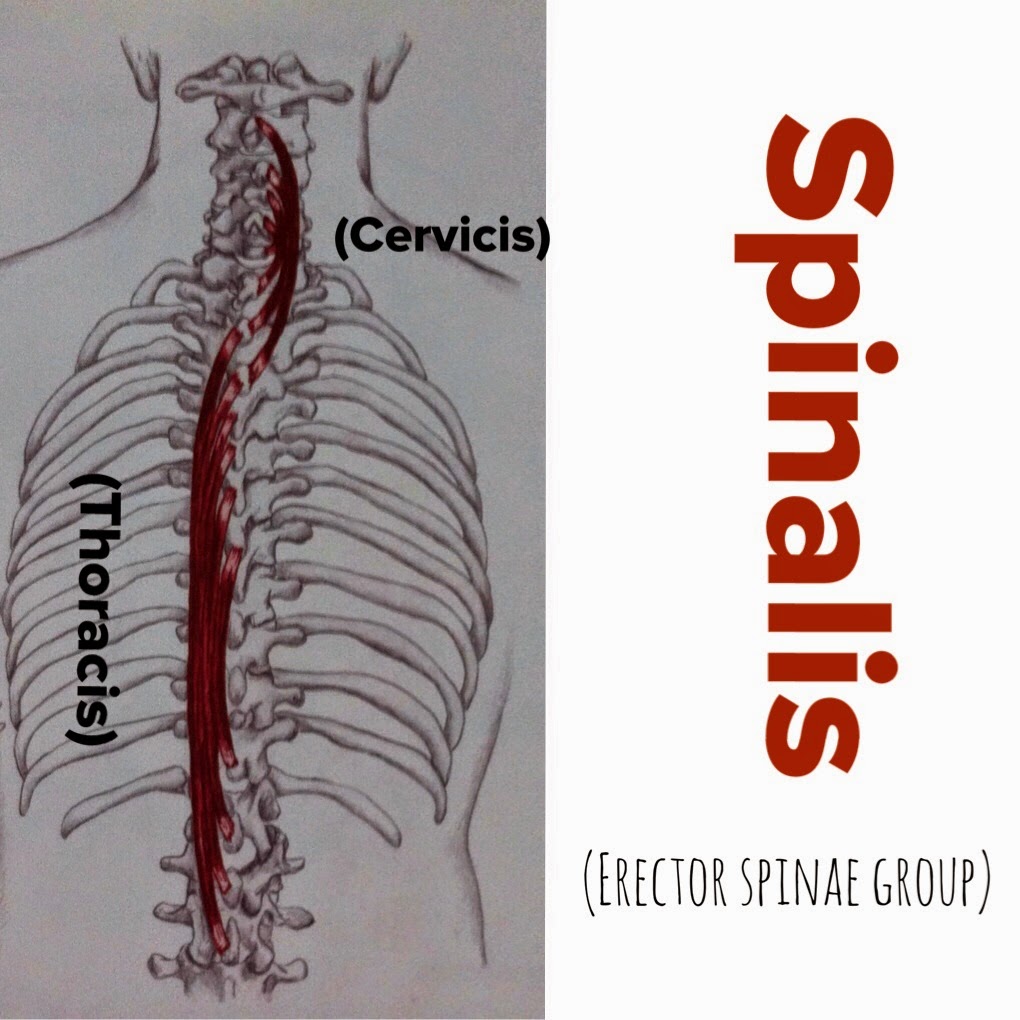 The Hip Joint: Erector Spinae Group