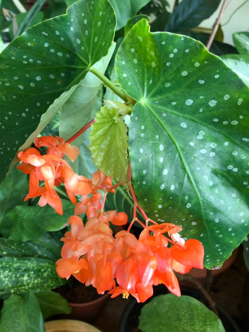 Garden Chronicles of James David: 42 Different Types Cane Begonias ...