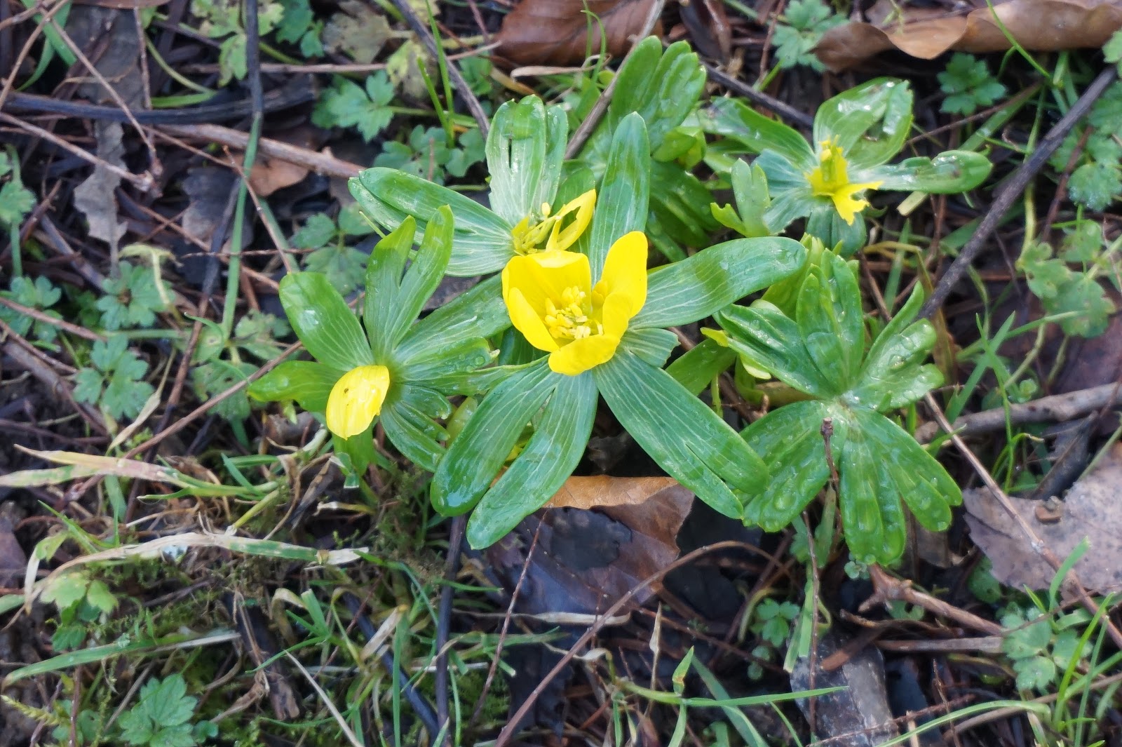 Travel - Spring at Stowe - Nic's Adventures