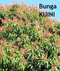 Anim Agro Technology: BUAH KUINI - SATU FAKTA