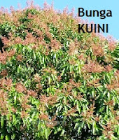 Anim Agro Technology: BUAH KUINI - SATU FAKTA