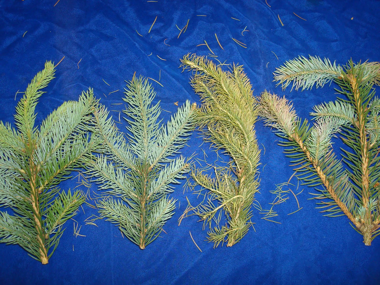 University of Illinois Plant Clinic: Spruce and Pine damage- {Herbicide ...