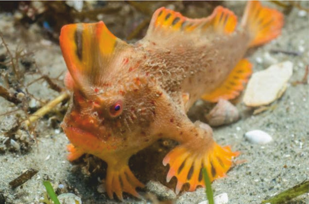 ANIMALES. Pez-Mano, el pez que camina | La Crónica del Henares