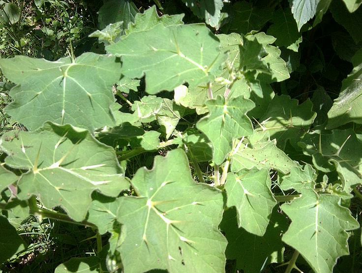 Herbalkart | The Online Herbal Store: Kantakari - Kandankathiri