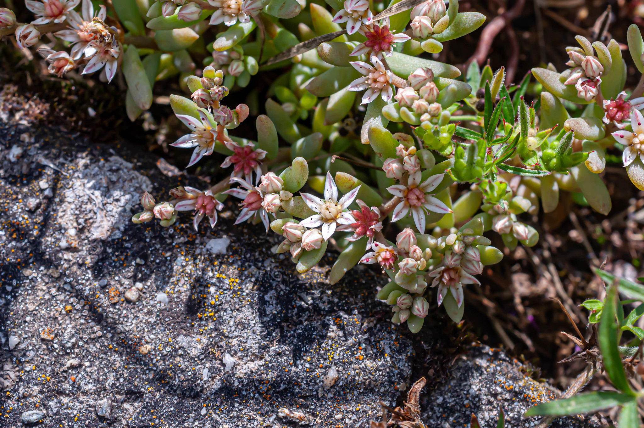 Sedum hispanicum - Spanish stonecrop care and culture | Travaldo's blog