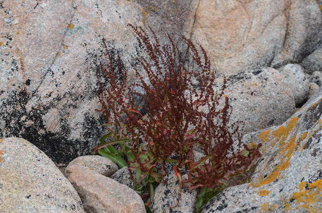 ALMANAQUE NATURAL: A Costa da Morte