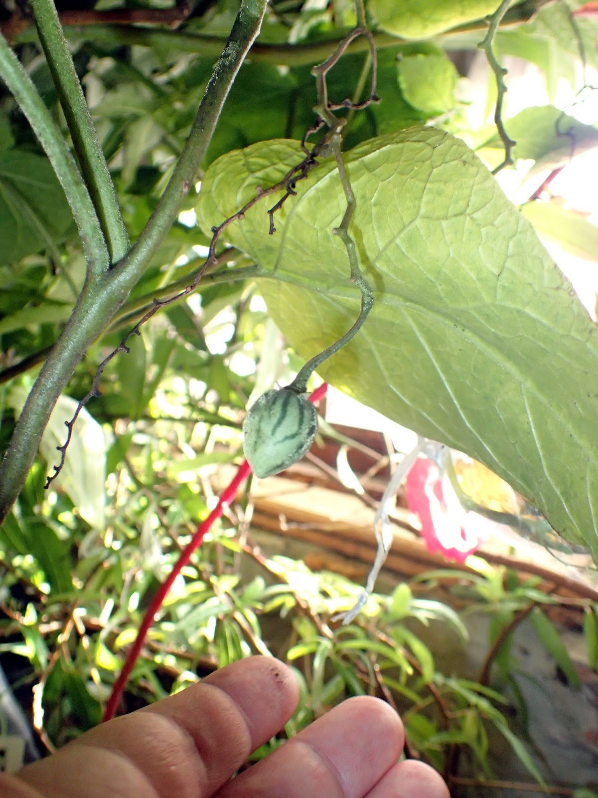 Scirpidiella's Plants: Hardy Tamarillos (Cyphomandra sp.div.)