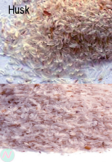 Pulses / Dhal Name Meaning & Image | Necessary Vocabulary - Necessary ...