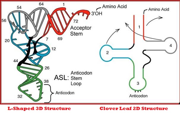 Rusty's Bio-zone: MOLECULAR BASIS OF INHERITANCE
