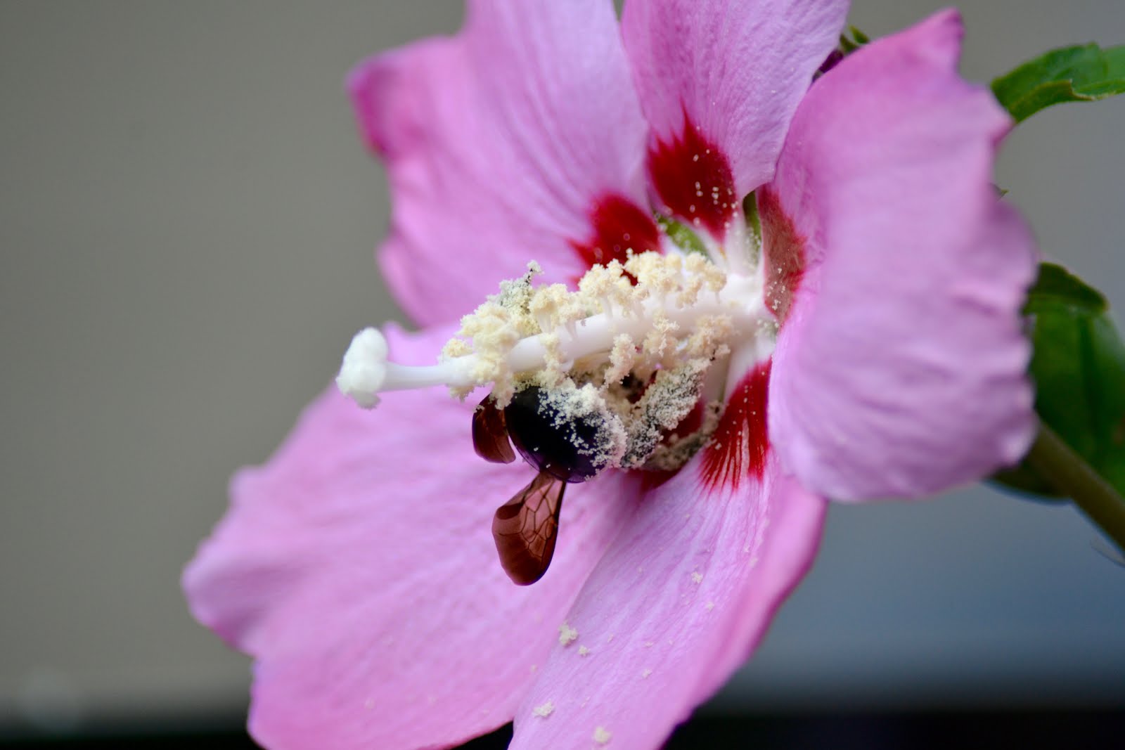 It's All About Purple: Pollination