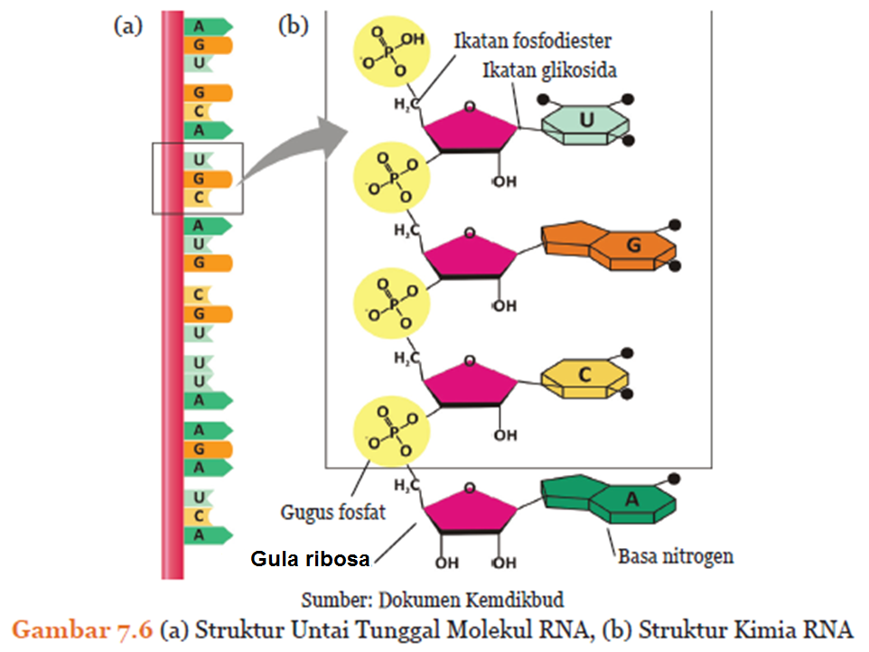 Mudah Belajar IPA SMP (FASE D): BAB 3 PEWARISAN SIFAT MAKHLUK HIDUP