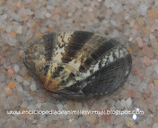 Fichas de Animales: Chirla