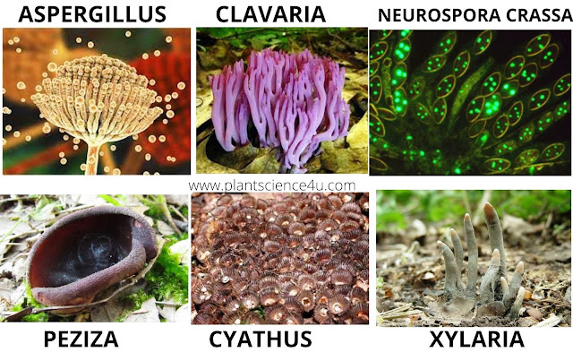 Fungi and its common names