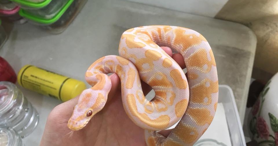 Tips Memilih Ular Dan Merawat Ular Ball Python ~ SainExotic