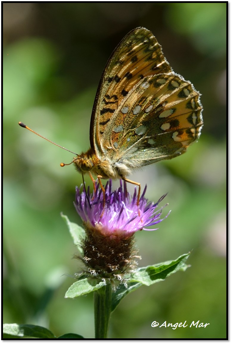 Butterflies and Dragonflies: Argynnis aglaja - (Speyeria aglaja ...