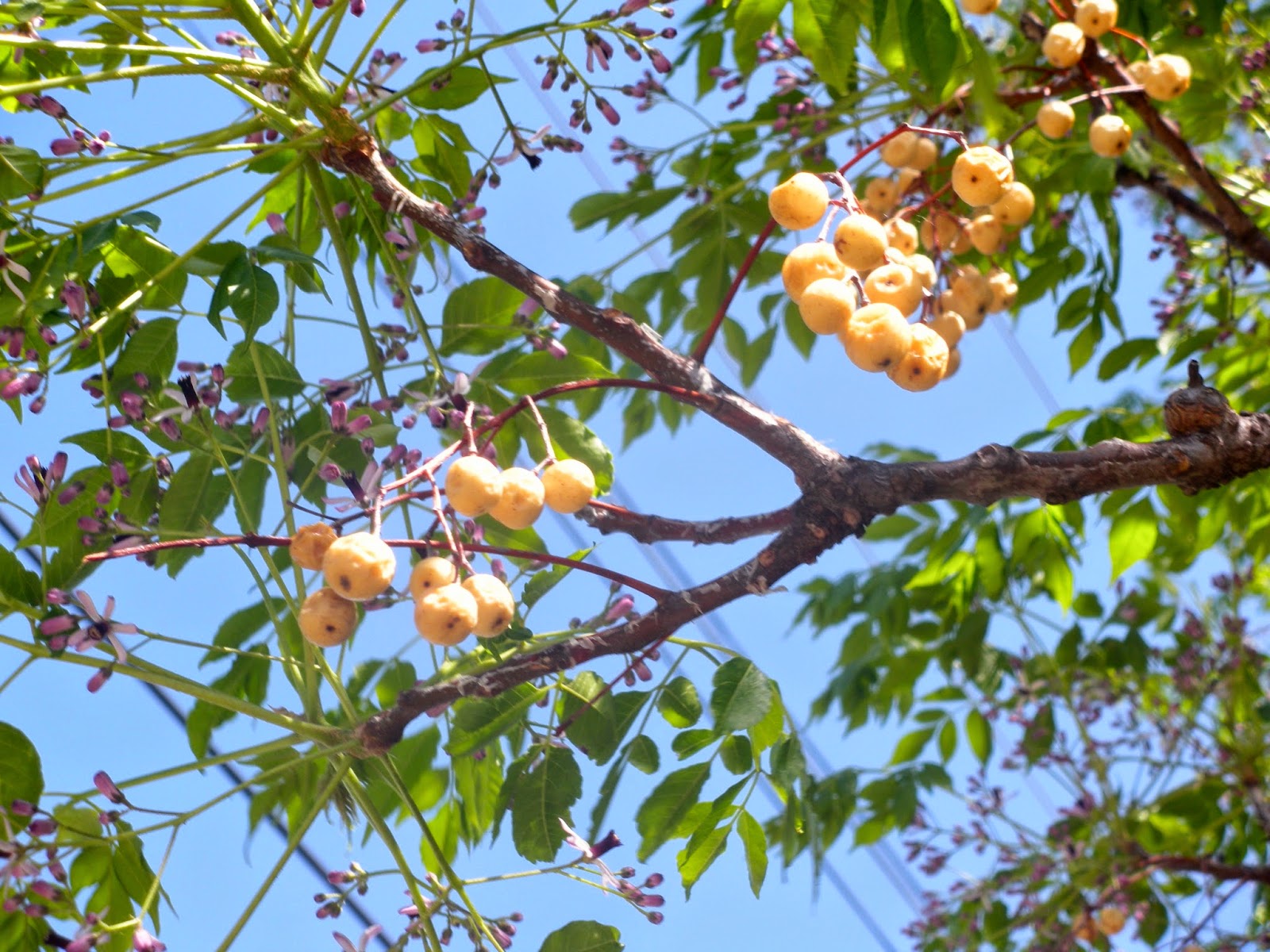 Memphis Trees: Eye catching trees