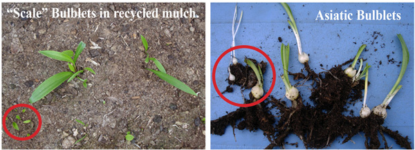 B&D Lilies Garden Blog: Check incubating Lily Bulb "Scales" for growth ...