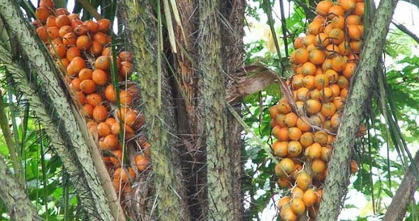 Saúde pelas Plantas: Frutas Exóticas - Tucumã