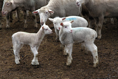 Getting Stitched on the Farm: Sweet New Lambs