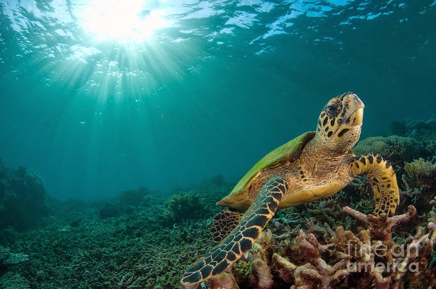 BIO 227:9: Taking a Bite Out of Hawksbill Populations