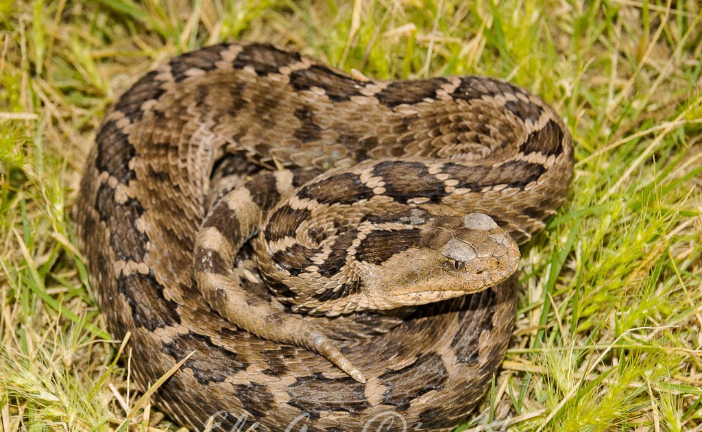 Víbora de cascabel pigmea mexicana