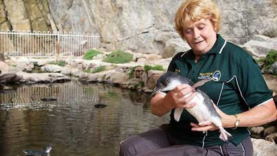 Nothing To Do With Arbroath: Thieves stealing penguins for pets in ...