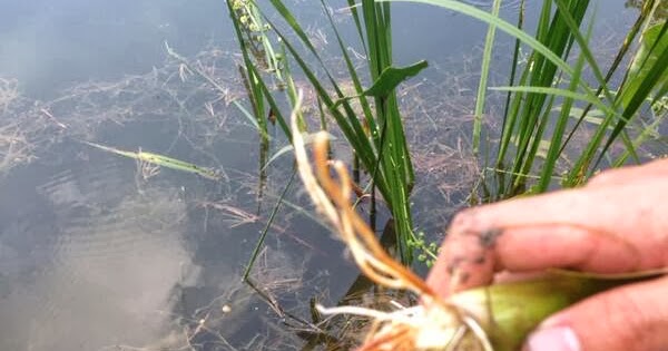 Wetland Hydrology Indicators: Oxidized Rhizospheres on Living Roots