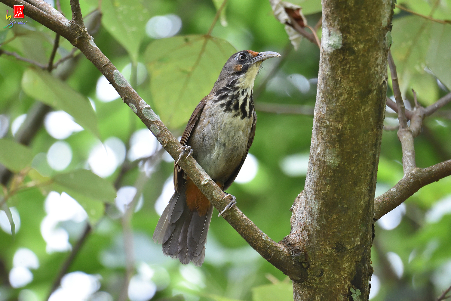 Alder's Bird-watching Notes: 三峽大彎嘴．Rusty-cheeked Scimitar Babbler ...