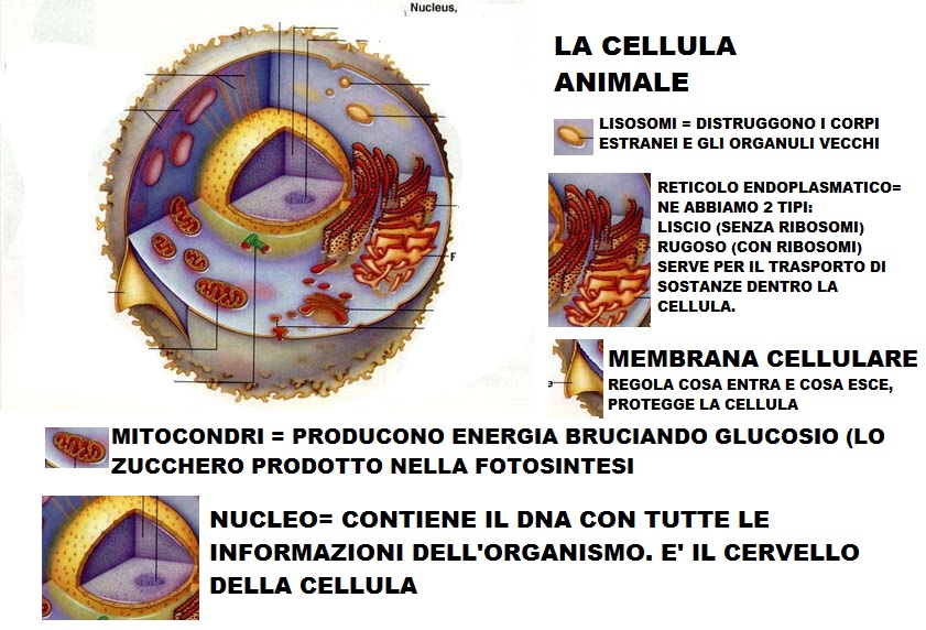 MATEMATICA E SCIENZE: CELLULA ANIMALE E VEGETALE-SCHEMI