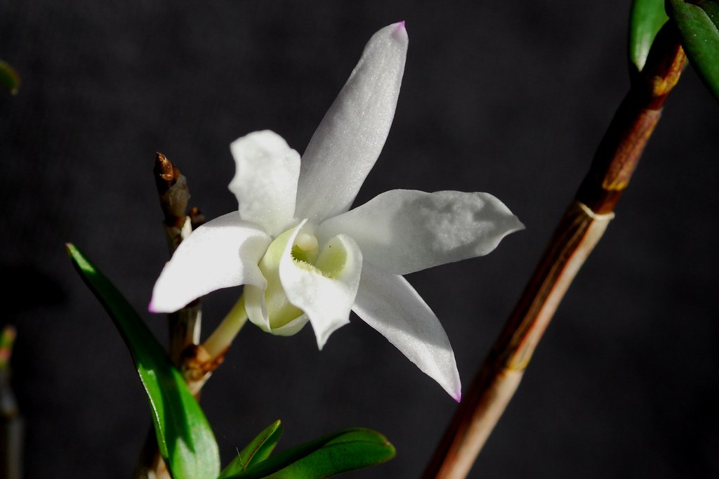 Dendrobium moniliforme care and culture | Travaldo's blog