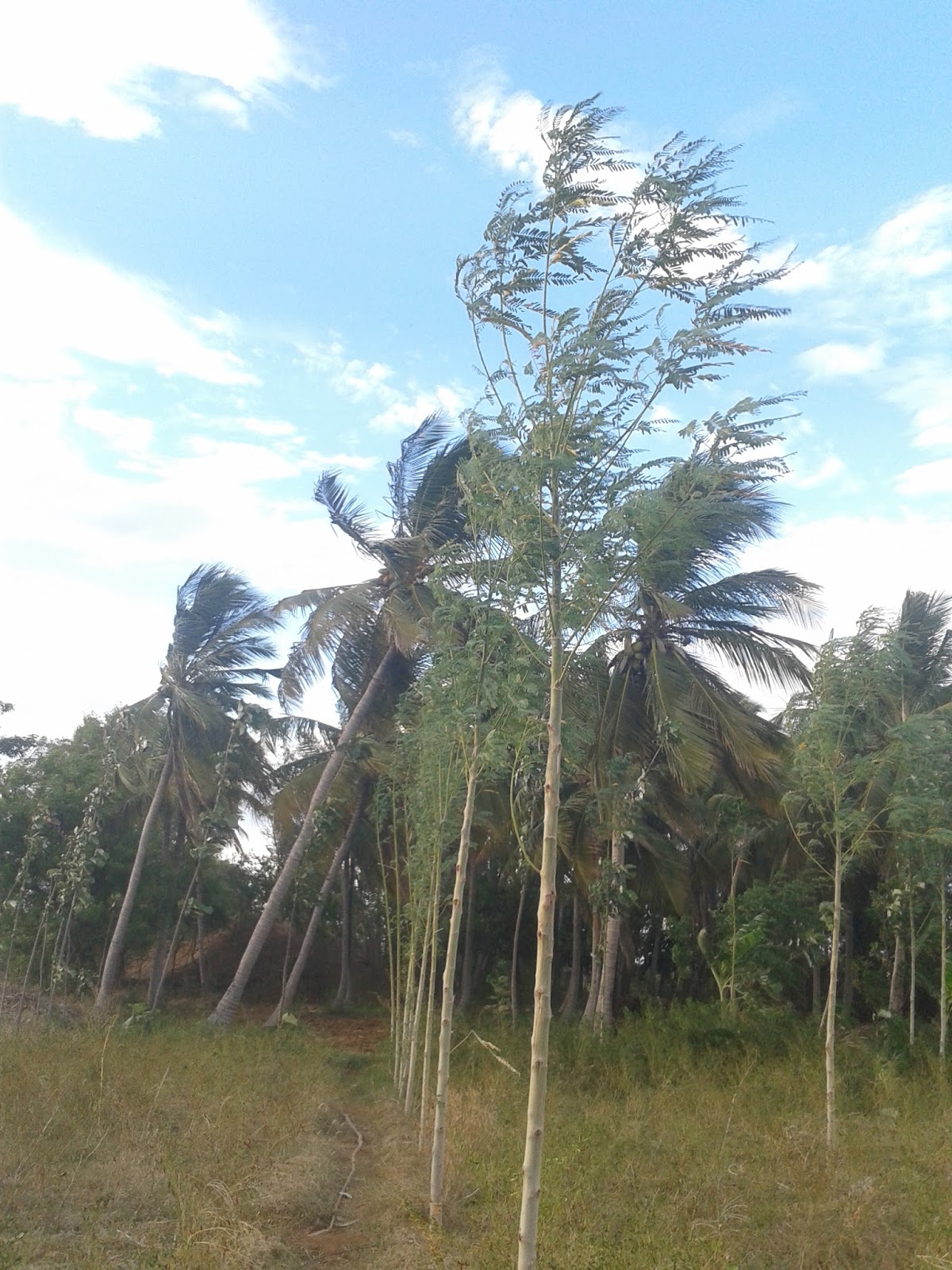 My Pictures Library : Dancing Tree ( Authi maram)
