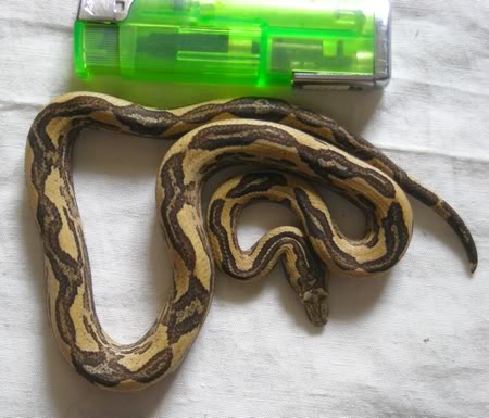 Da Red's Devil: Cara Memelihara Papuan Tree Boa (Mono Pohon)
