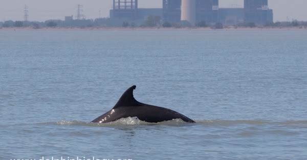 Dolphin Biology and Conservation: Different footprints