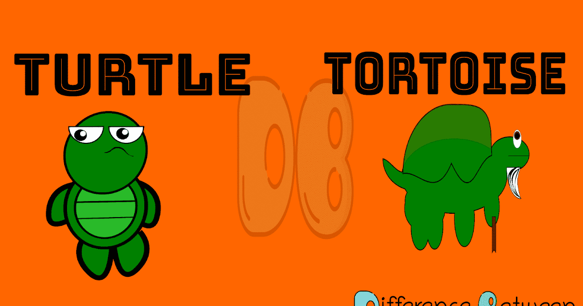 Major 8 Difference Between Turtle and Tortoise(Turtle vs Tortoise ...