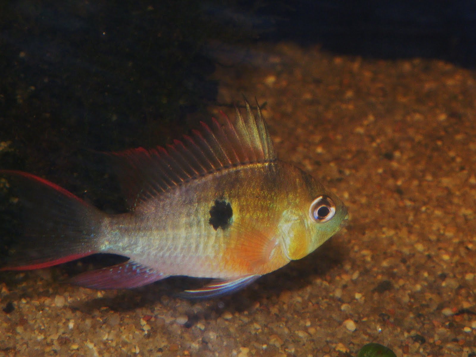oceanaq: Bolivian Ram ( Microgeophagus Altispinosa )