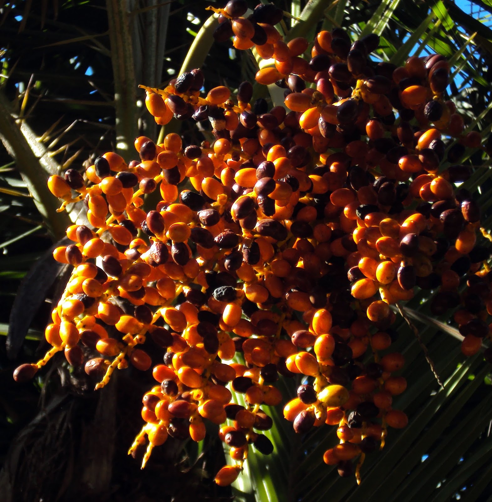 Taxonomía Visu: Phylum Tracheophyta Clase Liliopsida