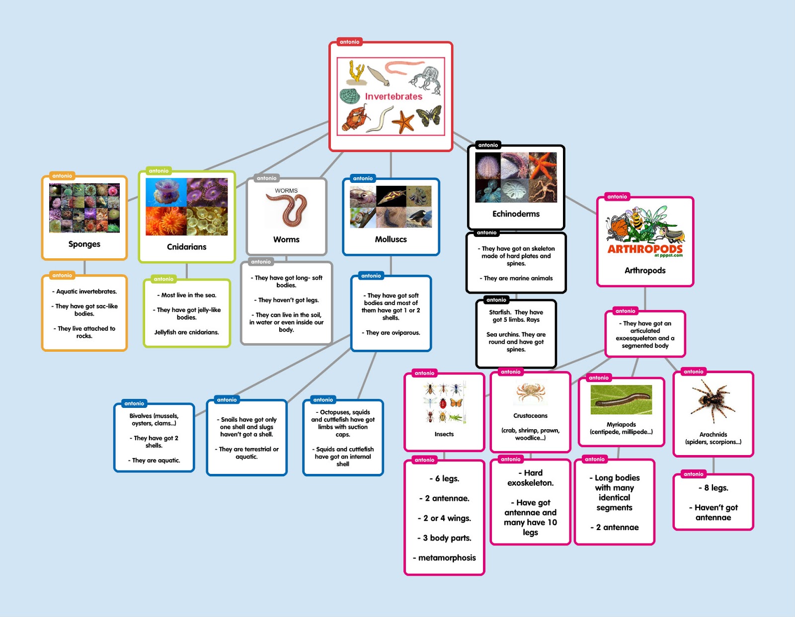 The Scientikids 2021 "Classification of living things": A) ANIMALS ...