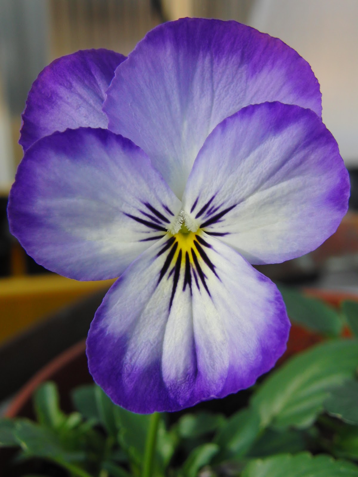 Kristins Hage&Drivhus: Fuglekasser og tomatblomster