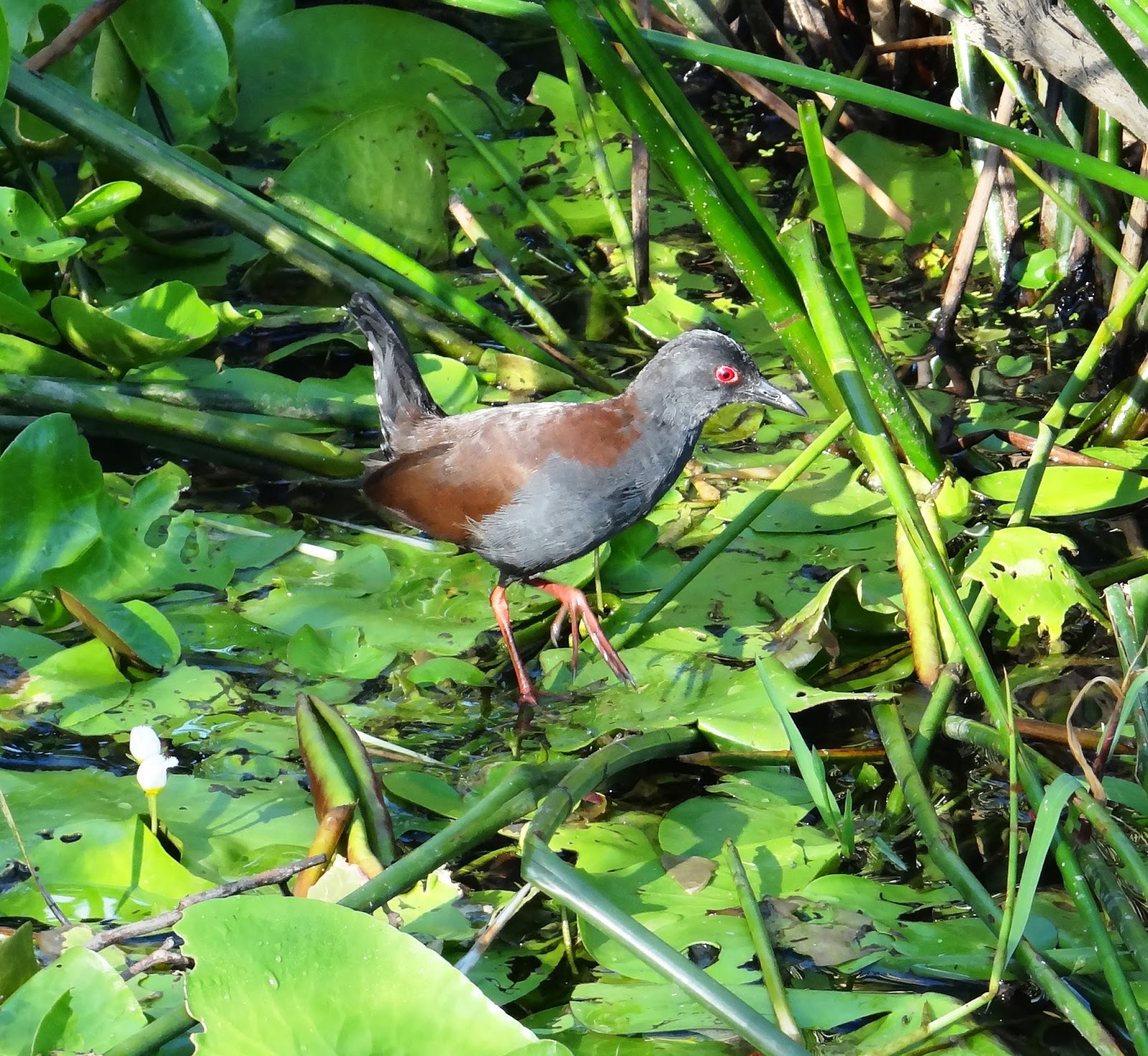 sunshinecoastbirds: Birding Bli Bli: Baillon's Crake, Spotless Crake ...