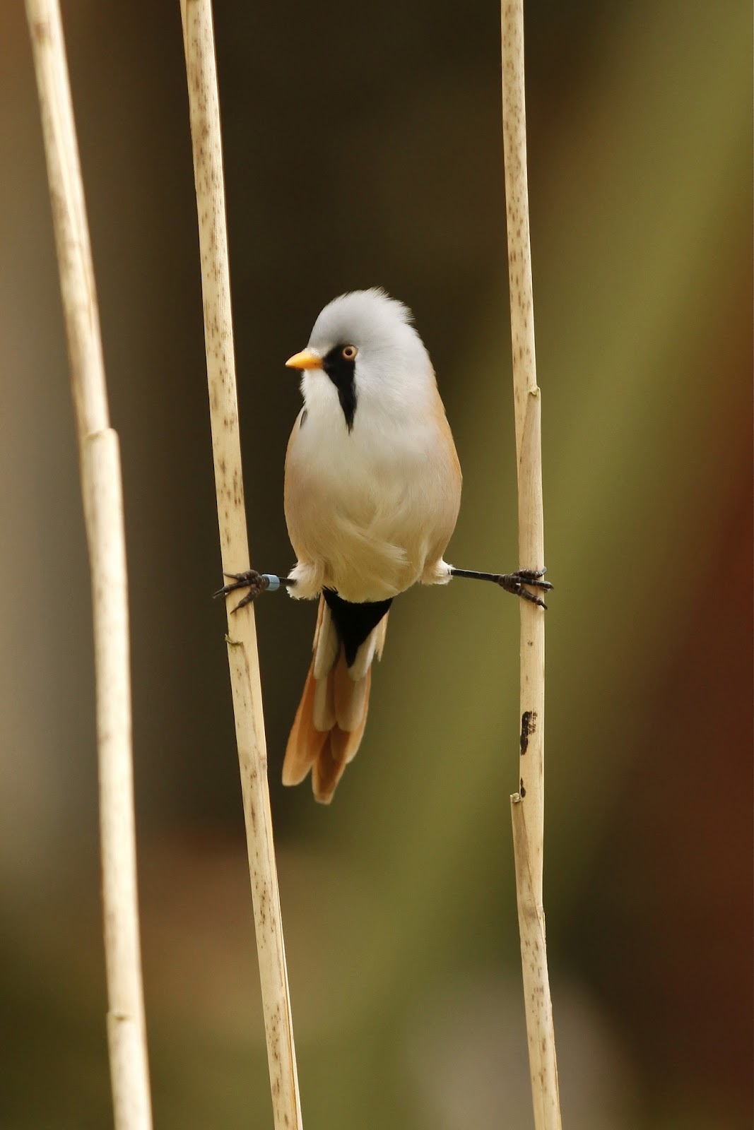 Bearded Reedling - Ryan Maigan Birds