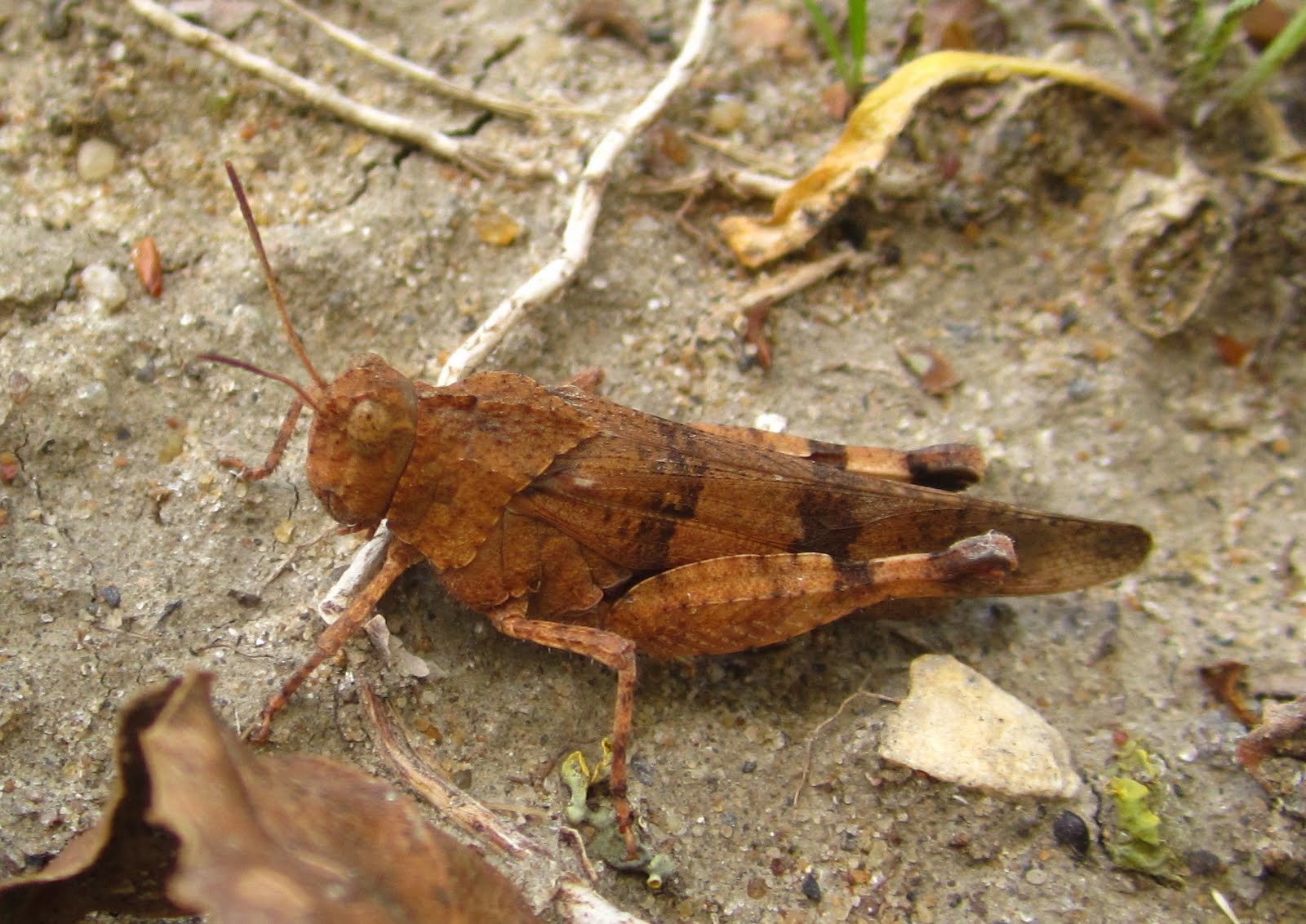 The story of our life returning to England from Braye-sous-Faye ...